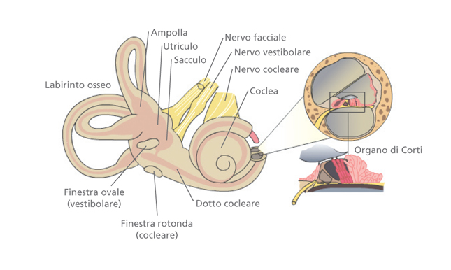 Il tuo udito - Acustica Apparecchi acustici